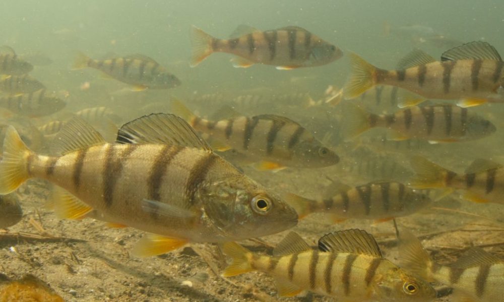La perche, poisson de l'année 2019 | Radio Lac