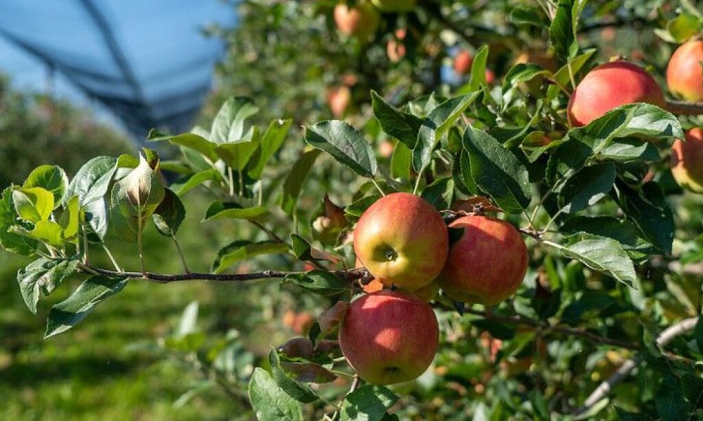 Tournée de pommes gratuites pour les étudiants | Radio Lac