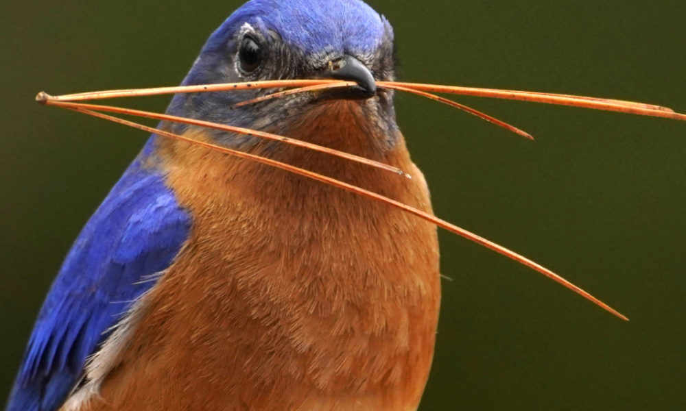 Un nouveau matériau imitant la structure des plumes d'oiseaux | Radio Lac
