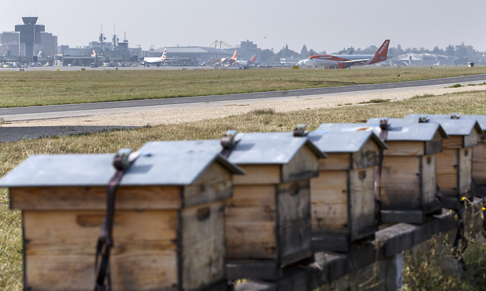 Plus de colonies d'abeilles et moins d'apiculteurs | Radio Lac